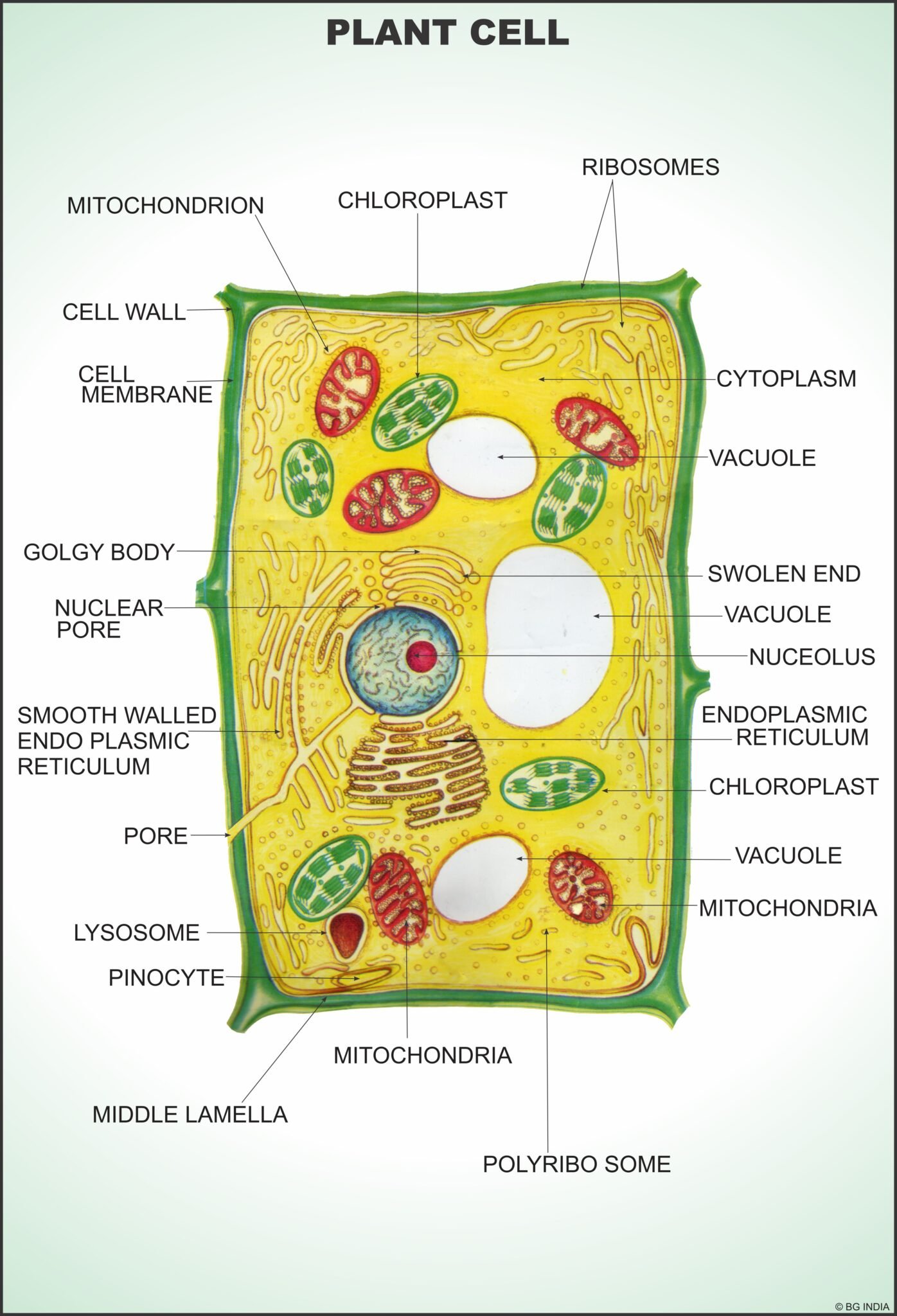 Botany Charts - Scientific Lab Equipment Manufacturer and Supplier