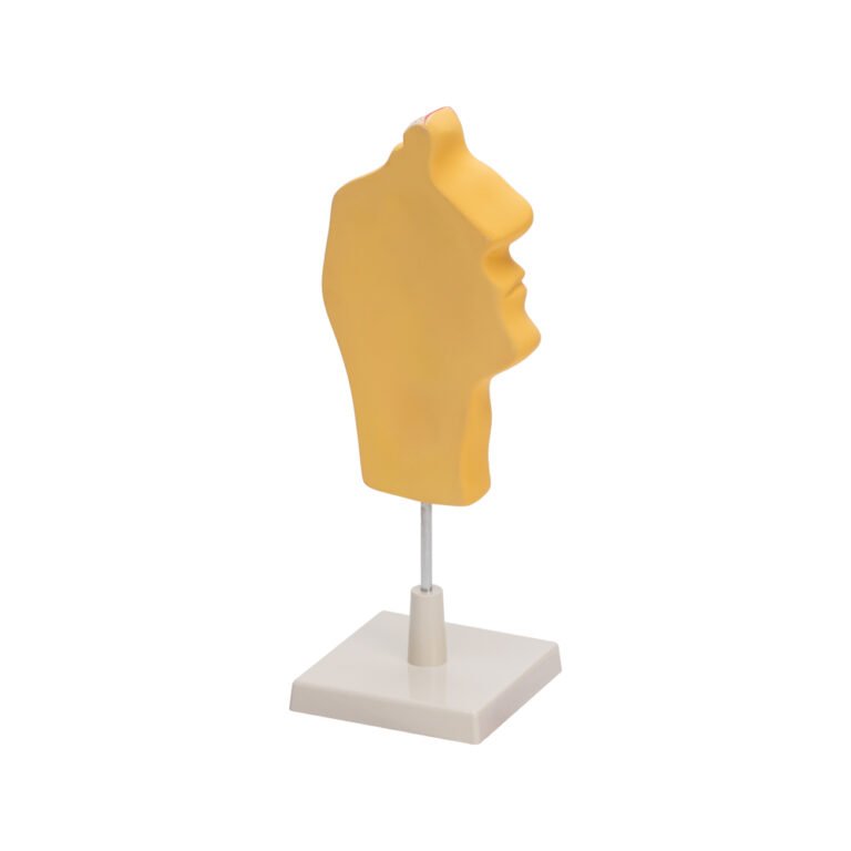 HUMAN NOSE MODEL - Scientific Lab Equipment Manufacturer and Supplier