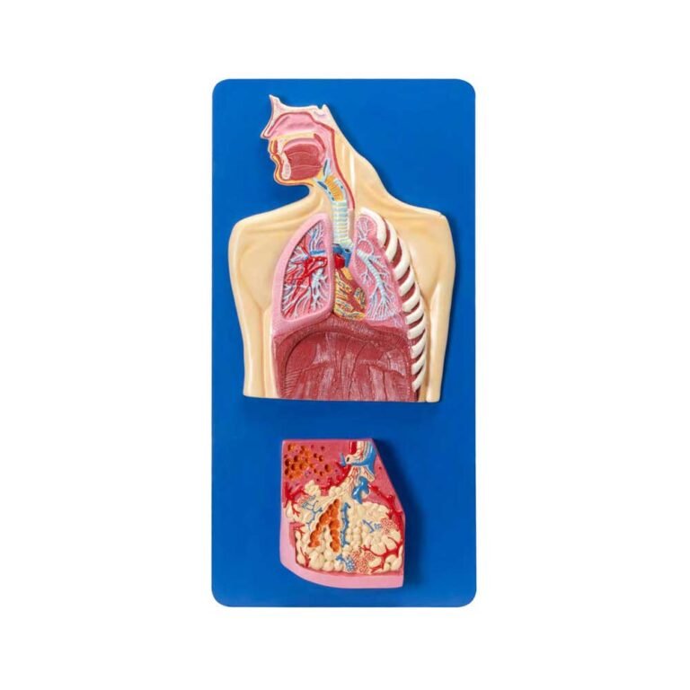 HUMAN RESPIRATORY SYSTEM MODEL - COMPACT SIZE - Scientific Lab ...
