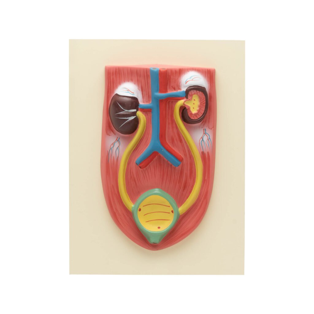 KIDNEY WITH BLADDER MODEL - Scientific Lab Equipment Manufacturer and ...