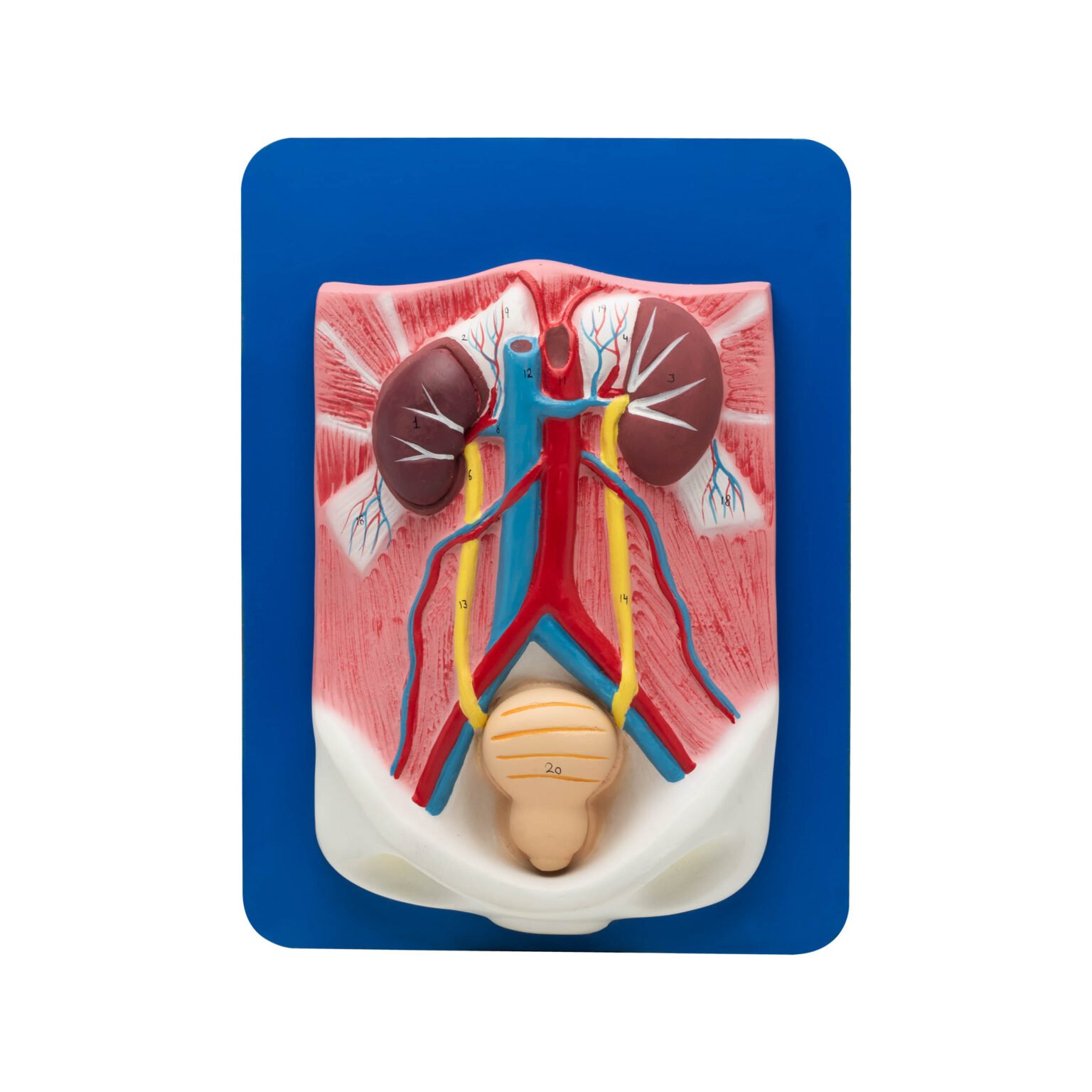 HUMAN URINARY ORGANS MODEL - Scientific Lab Equipment Manufacturer and ...