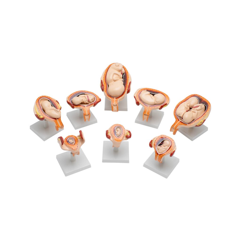 Embryonic Development Model Set (Period of Gestation) - Scientific Lab ...
