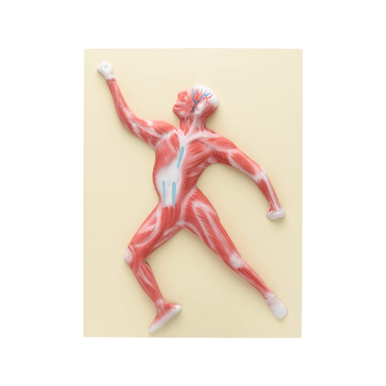 MUSCLE FIGURE MODEL - Scientific Lab Equipment Manufacturer and Supplier