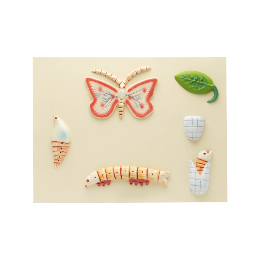 LIFE HISTORY OF BUTTERFLY MODEL - Scientific Lab Equipment Manufacturer ...