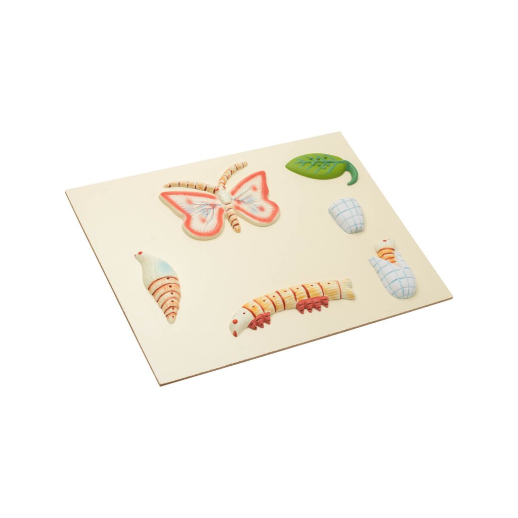 LIFE HISTORY OF BUTTERFLY MODEL - Scientific Lab Equipment Manufacturer ...