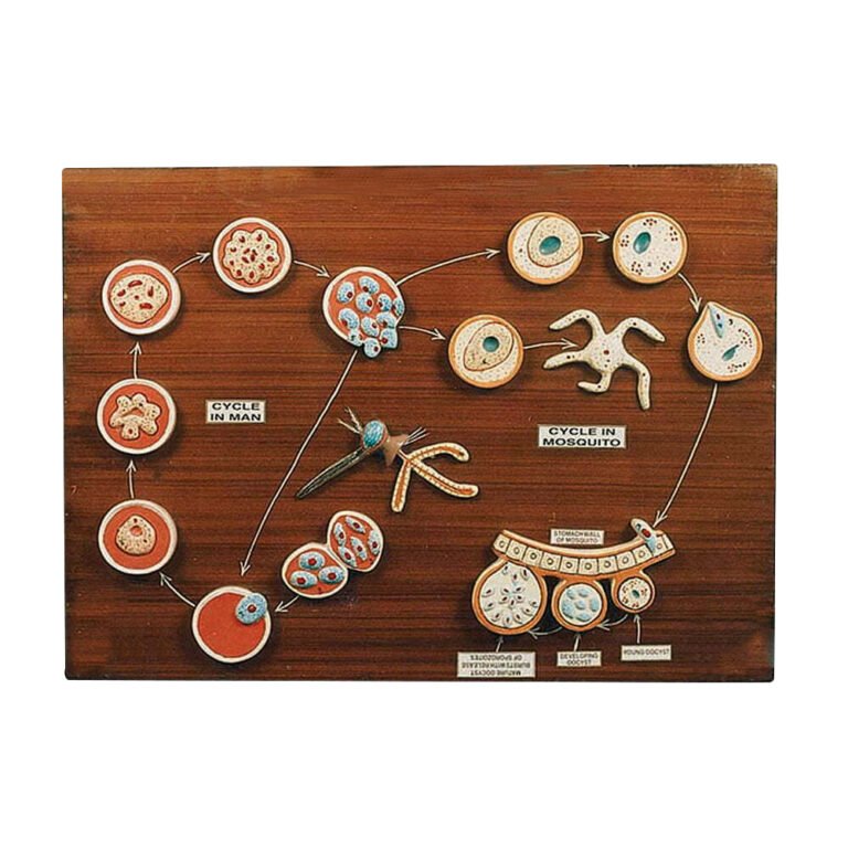 Malarial Parasite Life History Model | Plasmodium vivax | Supertek