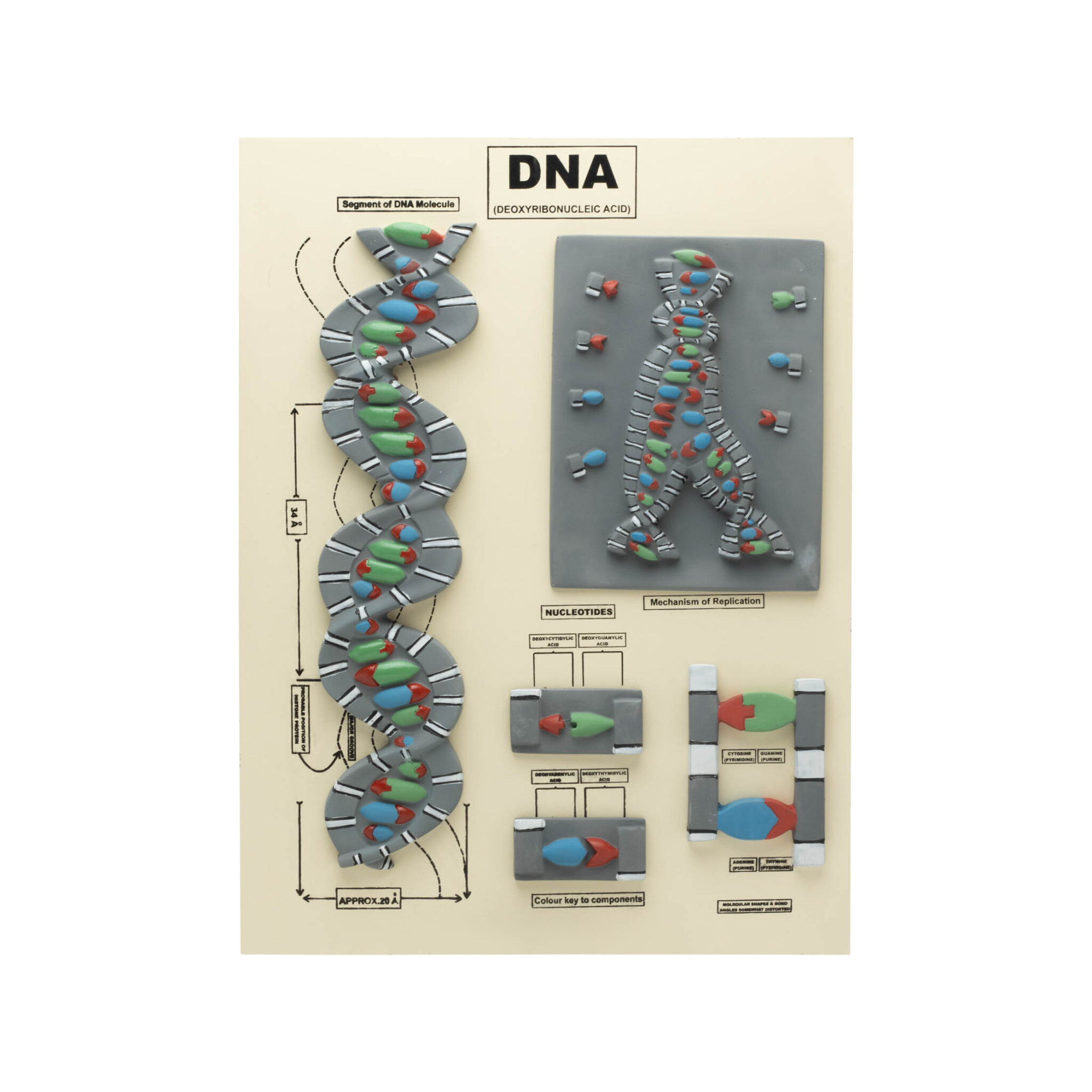 DNA (DEOXYRIBONUCLEIC ACID) MODEL - Scientific Lab Equipment ...