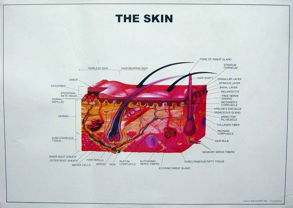 Human Skin Model | Cross-Section Anatomy Model | Supertek